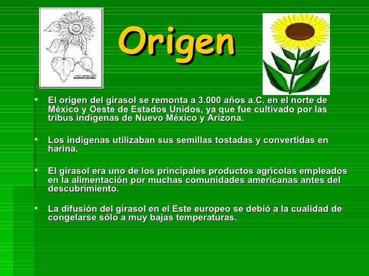El ciclo de vida del girasol - Imagui