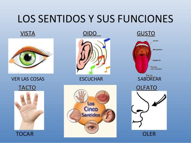 Los sentidos y el cuerpo humano - Imagui