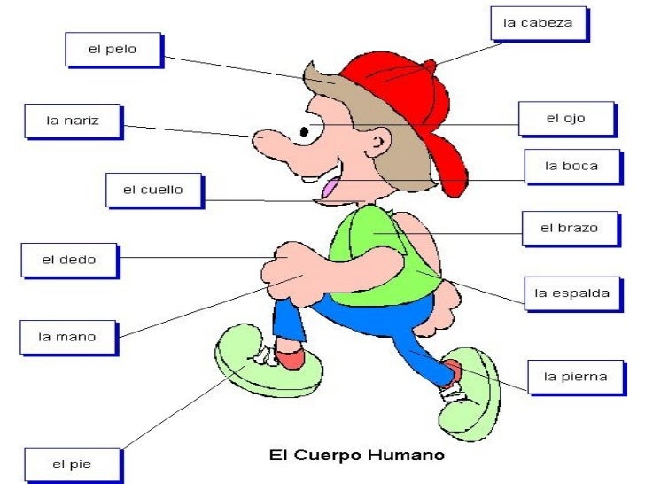 Los sentidos y el cuerpo humano - Imagui