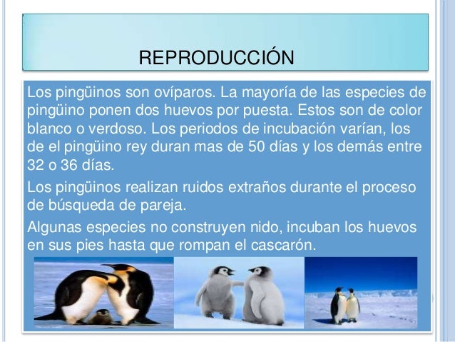 Todo sobre los pinguinos para niños - Imagui