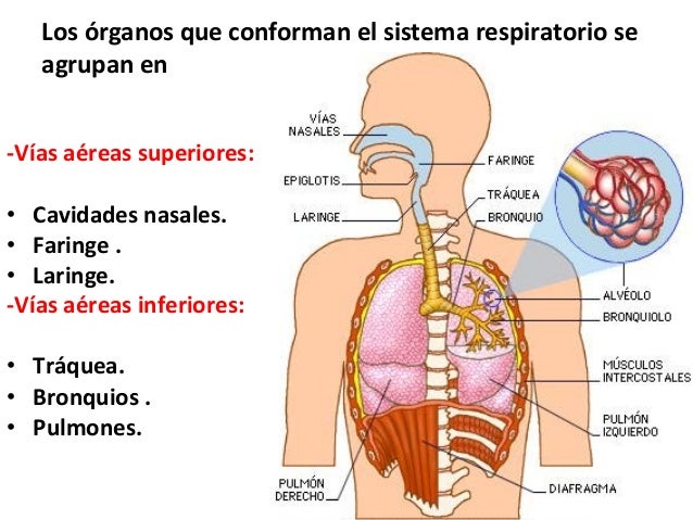 El sistema respiratorio