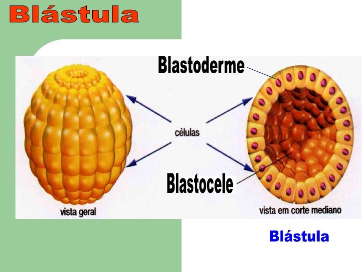 Blastula R