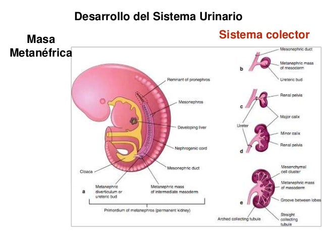Embriologia urogenital
