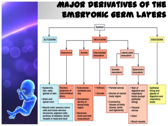 Embryology