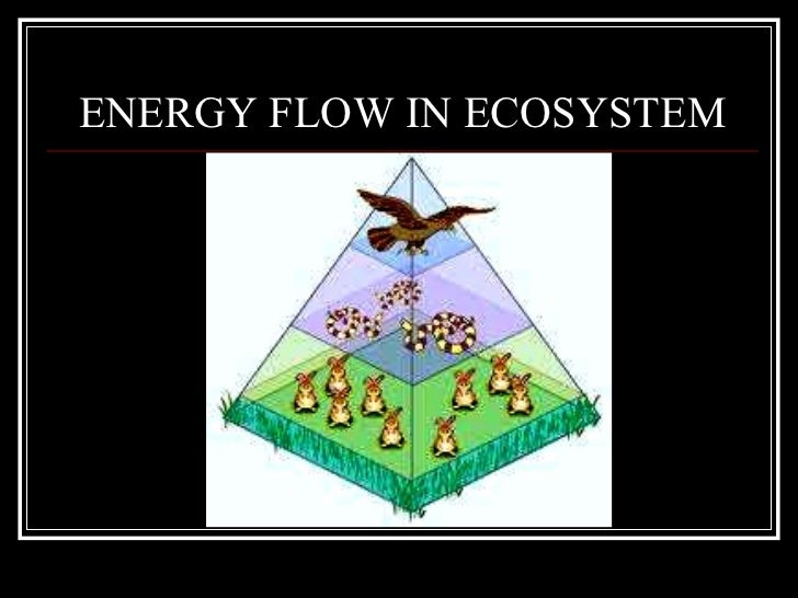 Intro to how the energy flow in ecosystem – enviromental science