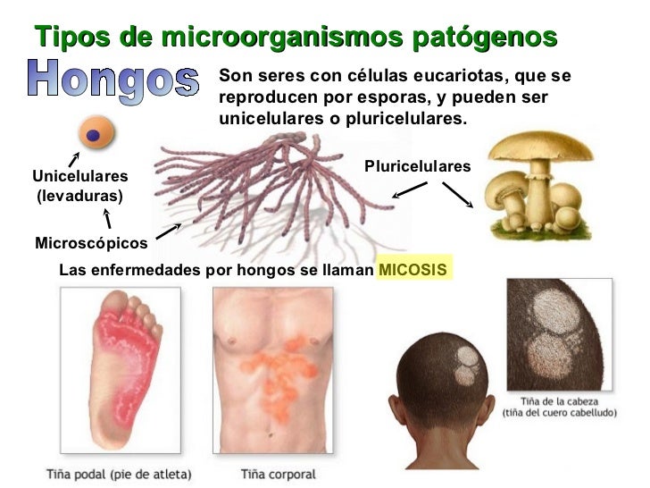 Enfermedades Infecciosas: microorganismos