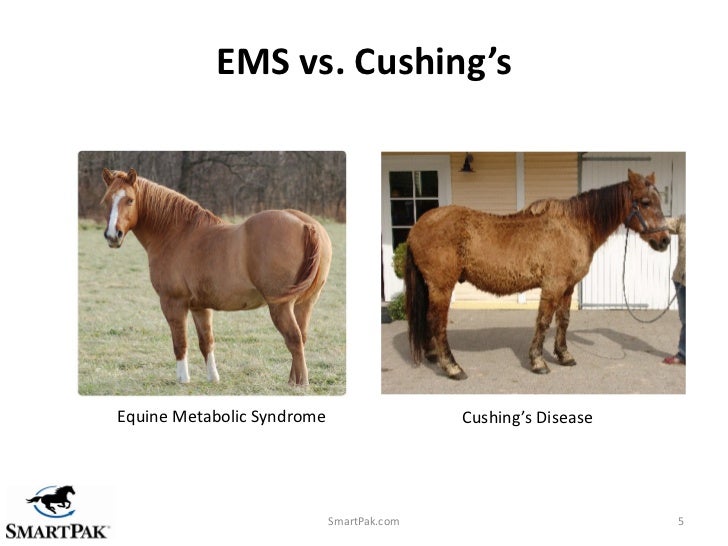 Understanding Equine Metabolic Syndrome by SmartPak Equine