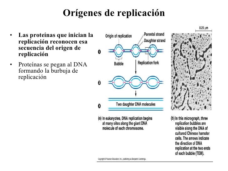 Estructura y replicacion de dna