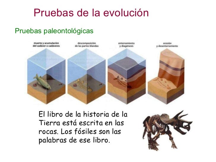 Evolución 2.- Pruebas evolutivas