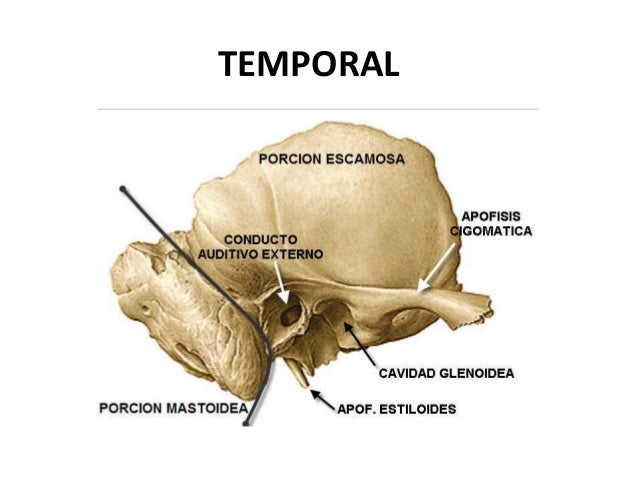 temporal - definition - What is temporal - definition - What is