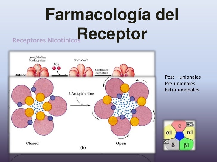 FarmacologíA Del Receptor