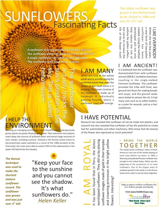 Fascinating Facts On Sunflowers Fascinating Facts On Sunflowers