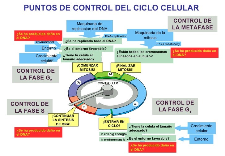 Fases del ciclo celular