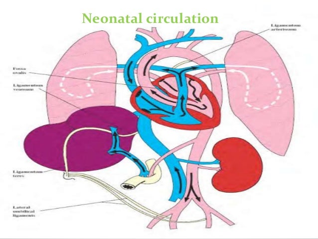 Fetal Circulation