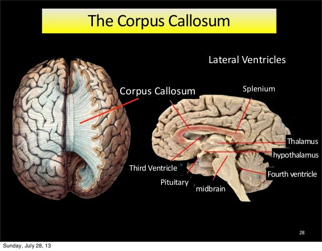 Lateral Ventricle Corpus Callosum Image From Page 182 Of "Human