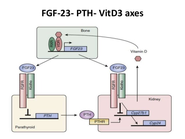 Fgf 23 and klotho