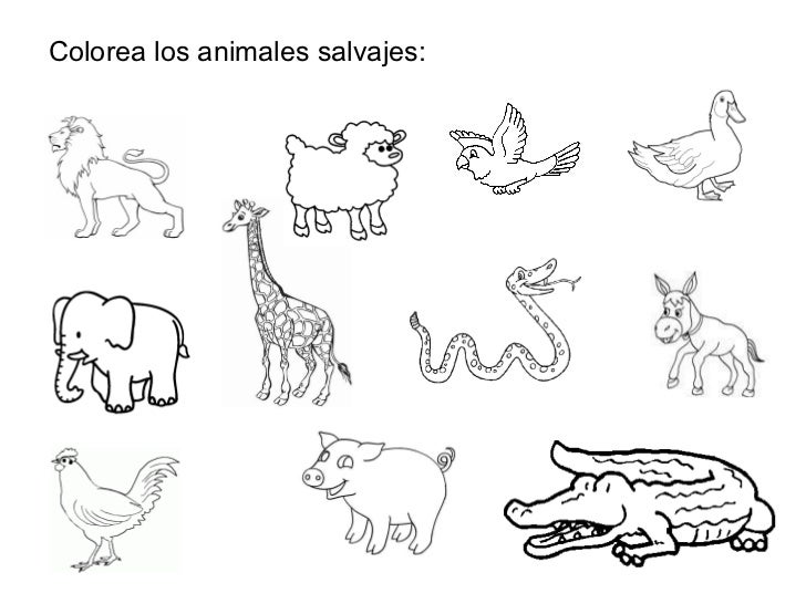 Animales domesticos y salvajes para colorear en inglés - Imagui