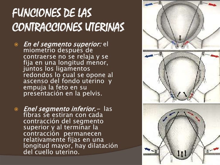 Fisiologia de las contracciones uterinas