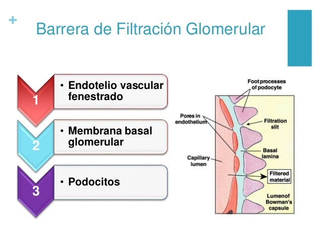 Fisiologia renal