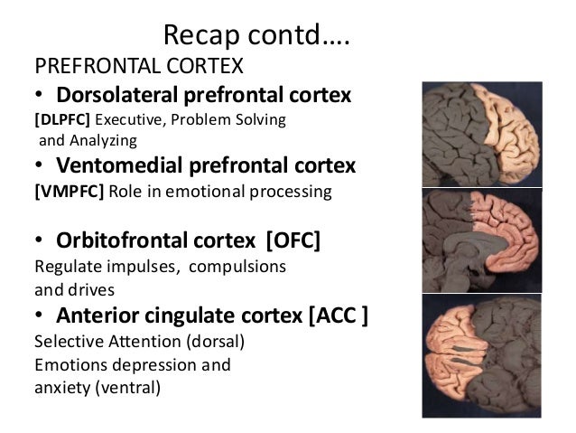 Frontal Lobe Functions And Assessmeny 20th July 2013