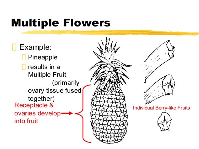 Fruits Development