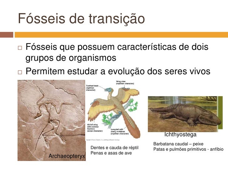 Fósseis 7º Ano