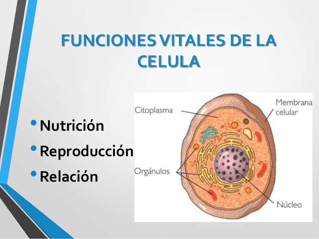 Anecdotario Del Cole Funciones De Las Células