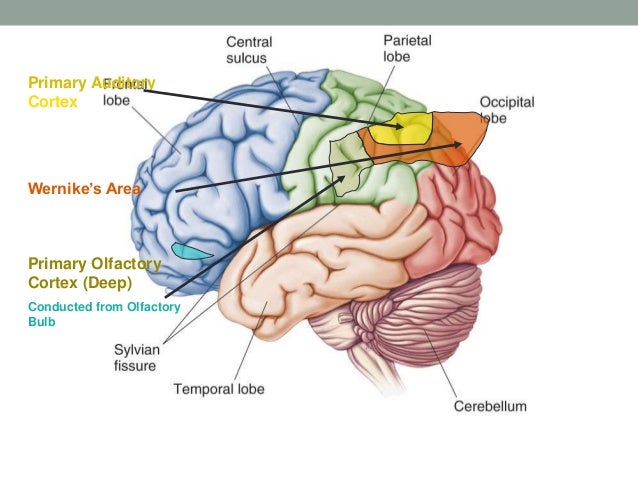 Functional Neuroanatomy Of Brain