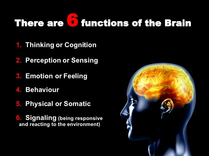 Functions Of The Brain Functions Of The Brain