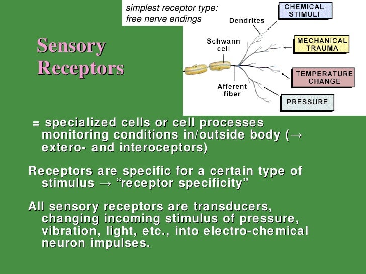 Biological Transducers Sensory Receptor at Stacey Friedman blog