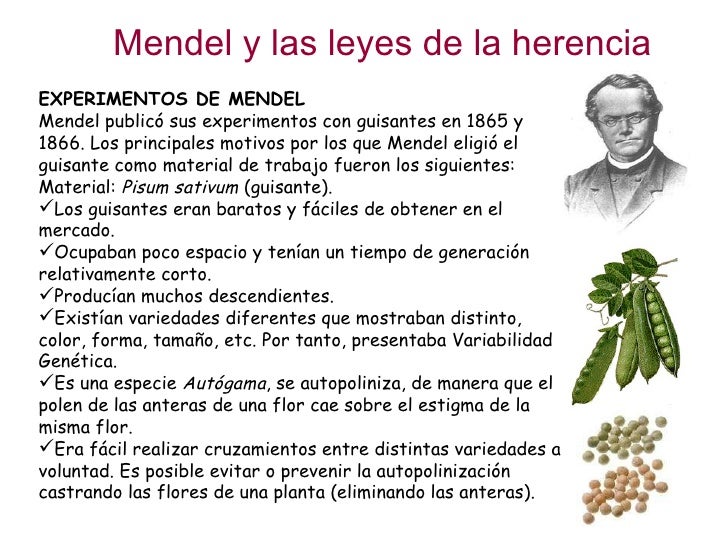 Vida Experimentos Y Leyes De Gregor Mendel - vrogue.co Vida Experimentos Y Leyes De Gregor Mendel - vrogue.co