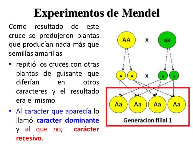 BIOLOGÍA: TEMA 13 GENÉTICA MENDELIANA