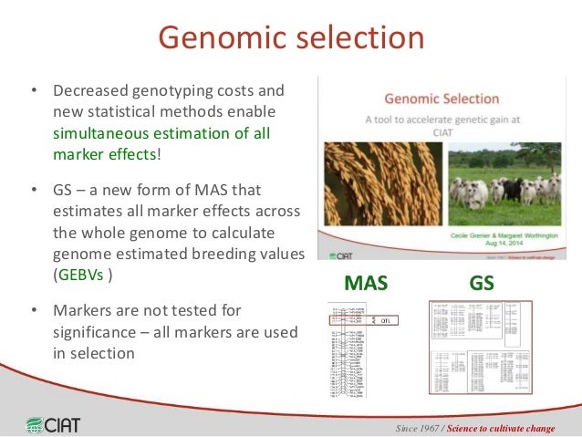 Genomic selection on rice Genomic selection on rice