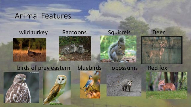 Georgia Habitats Piedmont