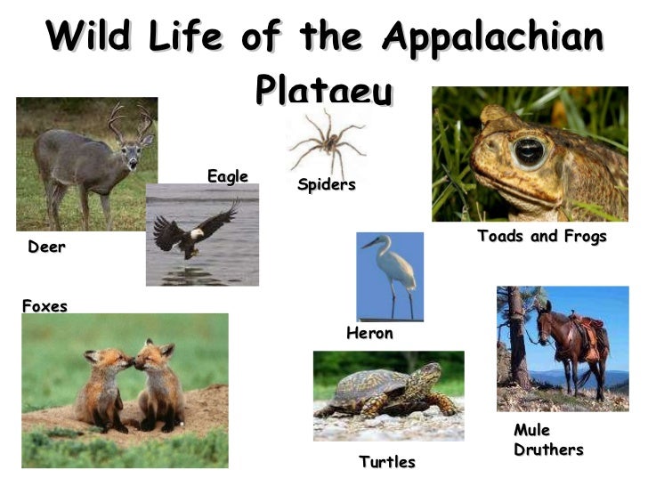 Georgia Regions Video Podcast