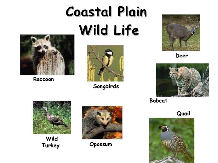 Georgia Regions Video Podcast