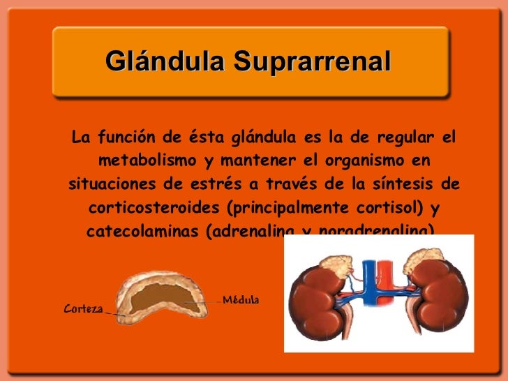 Glándulas Suprarrenales