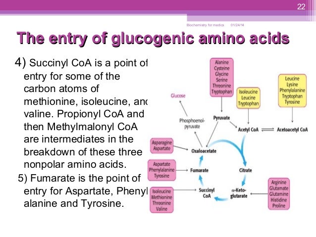 Gluconeogenesis Steps Regulation And Clinical Significance