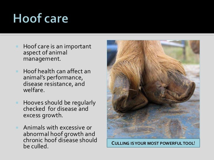 Goat hoof health and management