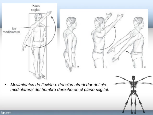 Flexion Y Extension De Hombro