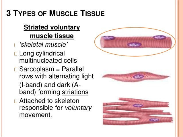 Non Striated Voluntary Muscle