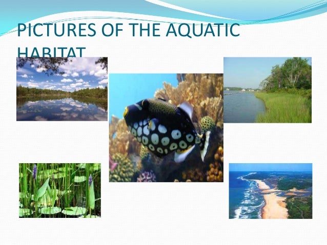 Habitat of the living