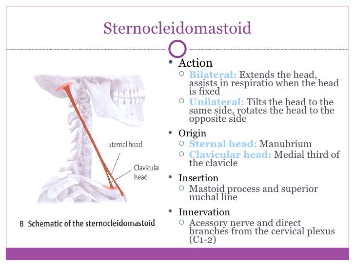 Sternocleidomastoid Muscle Origin And Insertion