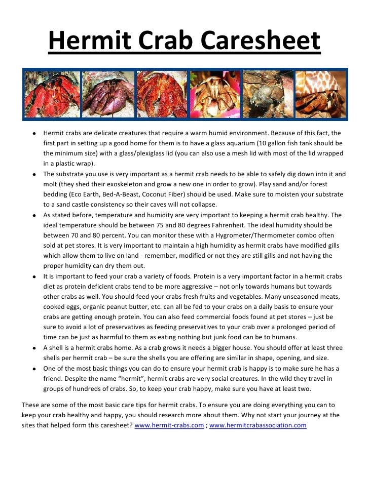 Hermit Crab Caresheet