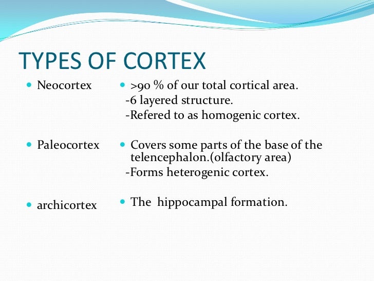 Histology Of Cerebral Cortex