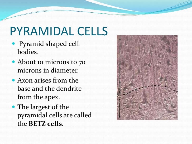 Histology of cerebral cortex
