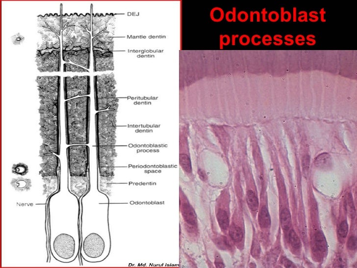Histology Of Dentin