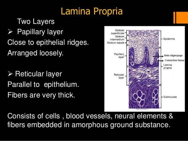 Histology of oral mucous membrane and gingiva