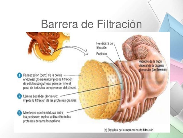 Histología del Aparato Renal