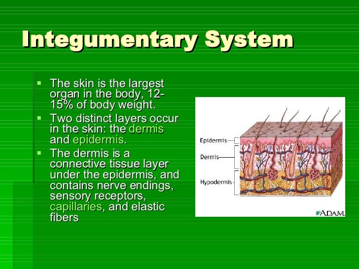 Homeostasis Homeostasis